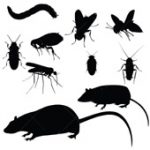 The Metamorphosis by Franz Kafka for ESL Students – LELB Society
